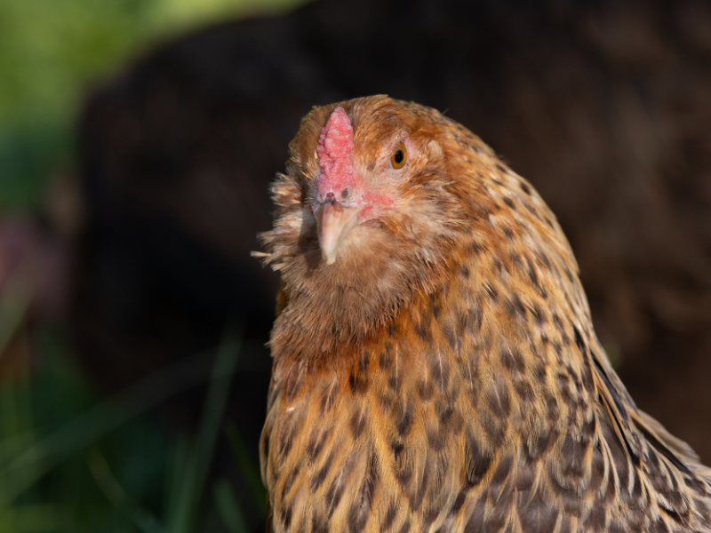 Easter Egger Chicken Insights and Breeder Spotlights — Roobeez