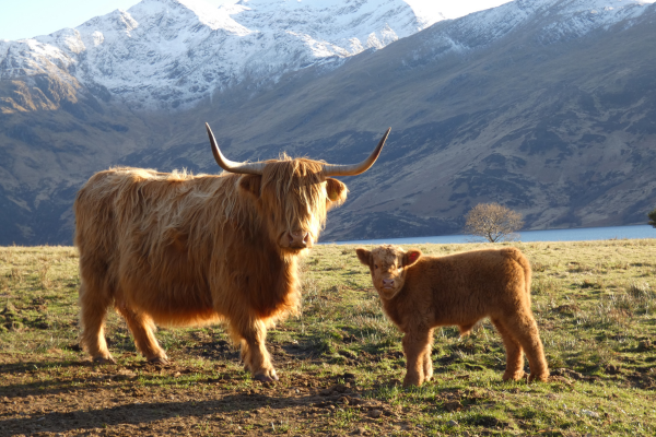 The Highland Cow Guide - Origins, Sizes, Colors, Temperament, and More ...
