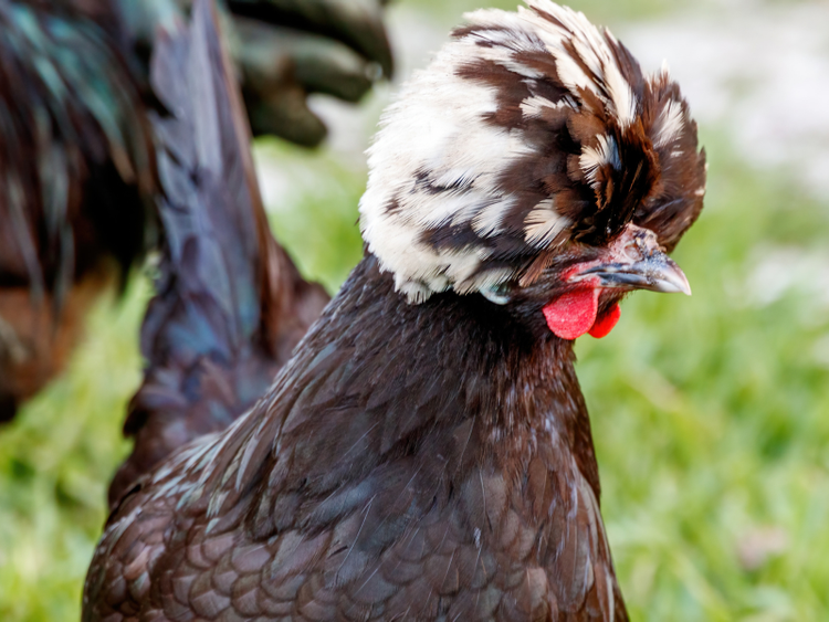 Raising Polish Chickens: Ultimate Guide — Roobeez