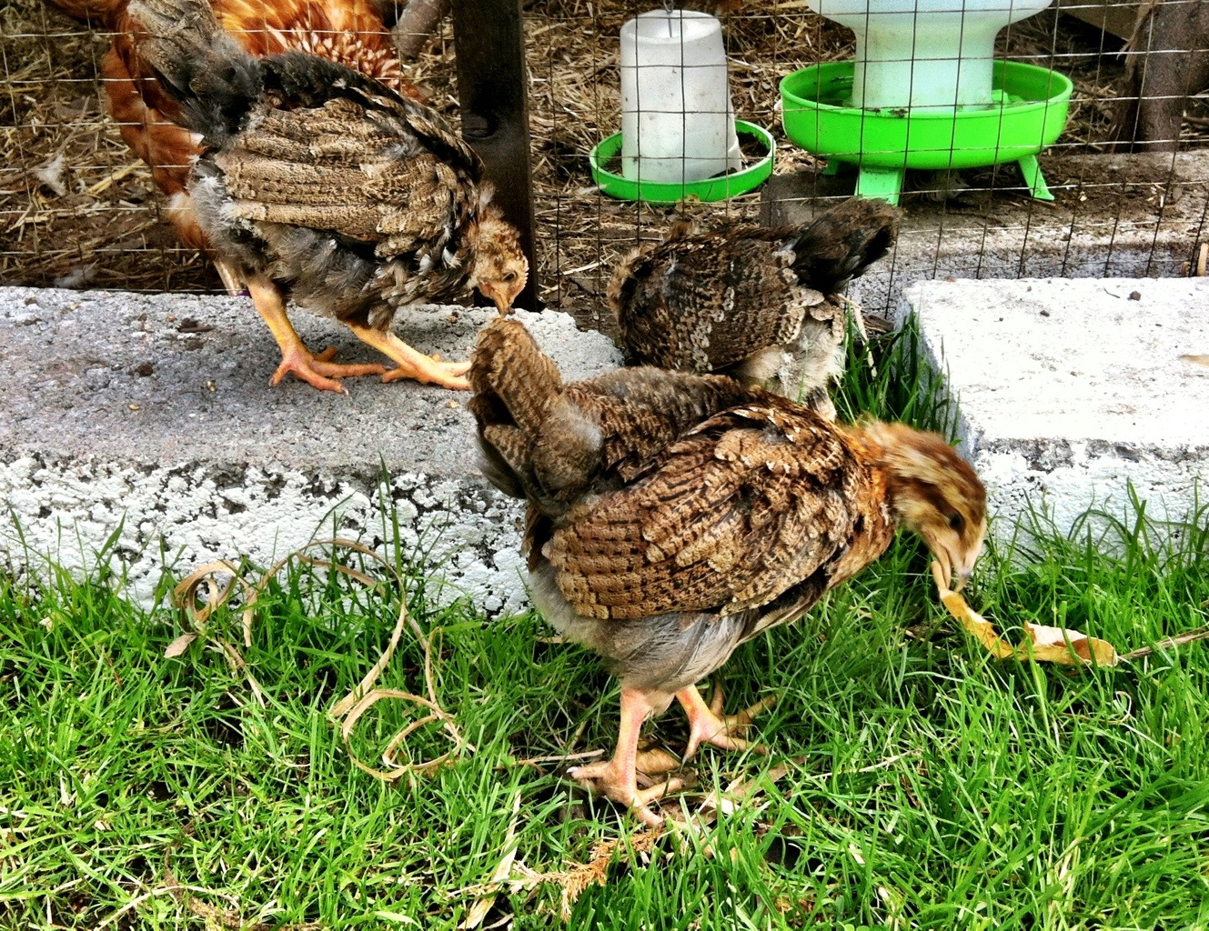 Raising Welsummer Chickens: Your Guide to Chicks, Growth, and Care ...