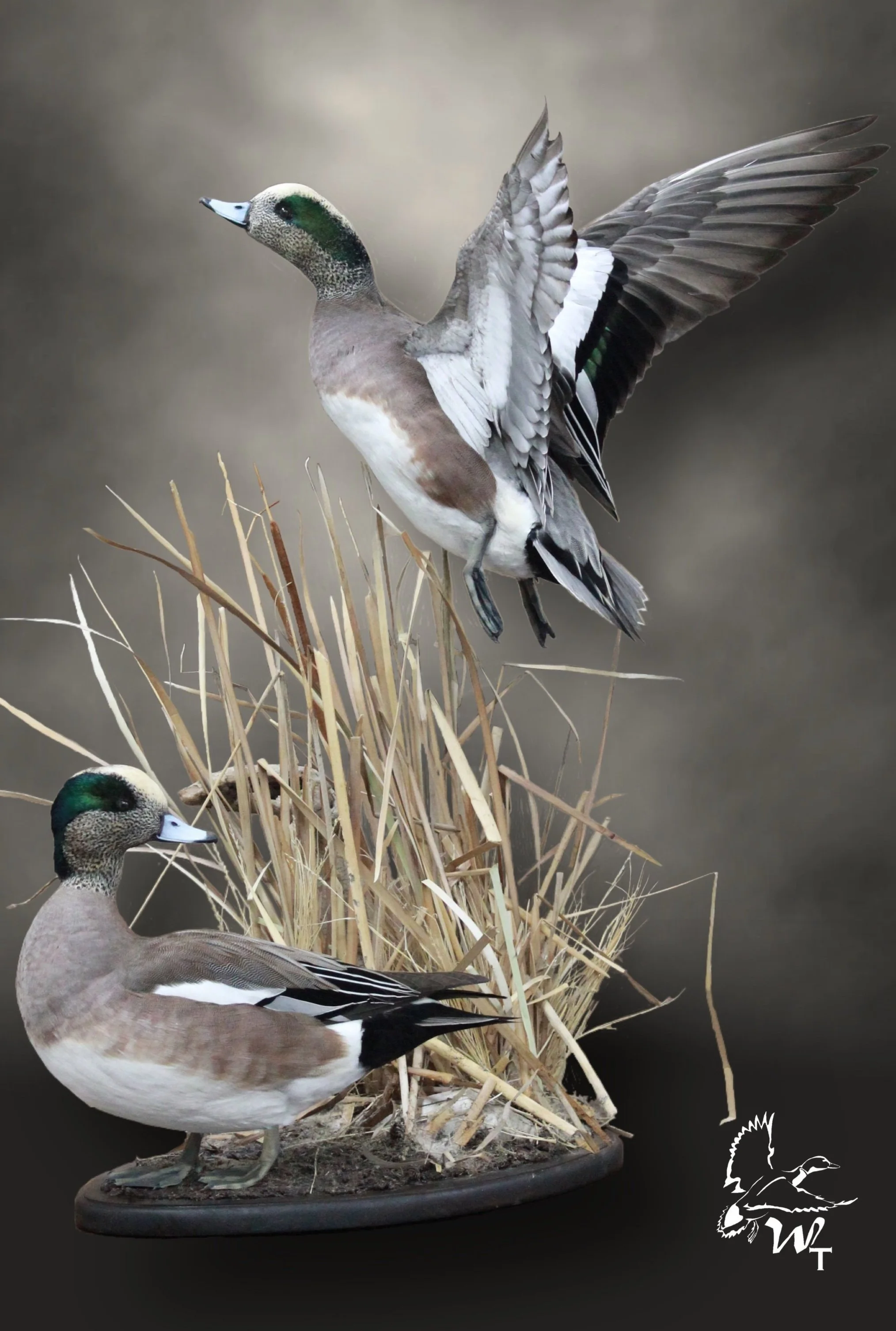 Custom Taxidermy Pricing — Westbroek Taxidermy | Avian Art Academy