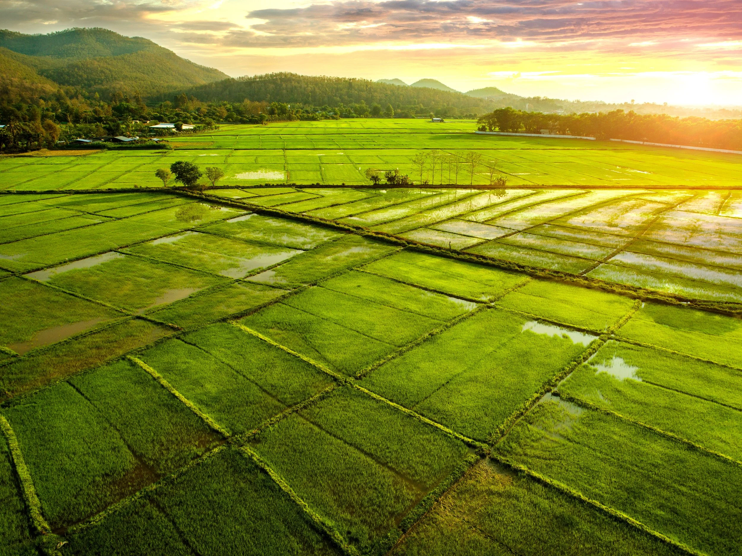 MSVC Project — Harmony Sustainable Rice