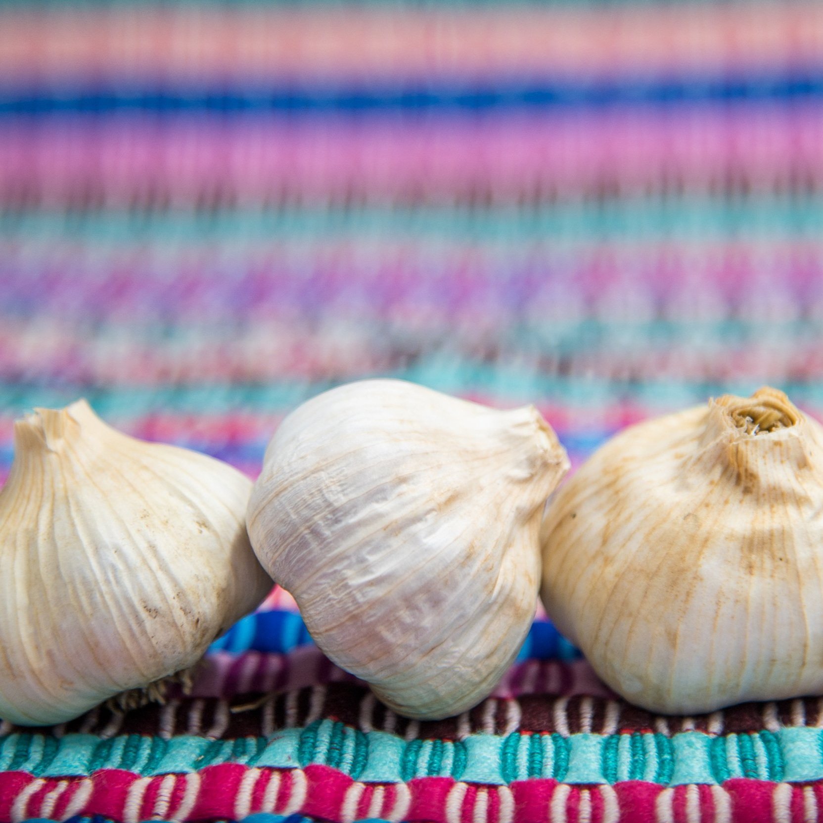 Shop Seed Garlic — Southern Seed Garlic