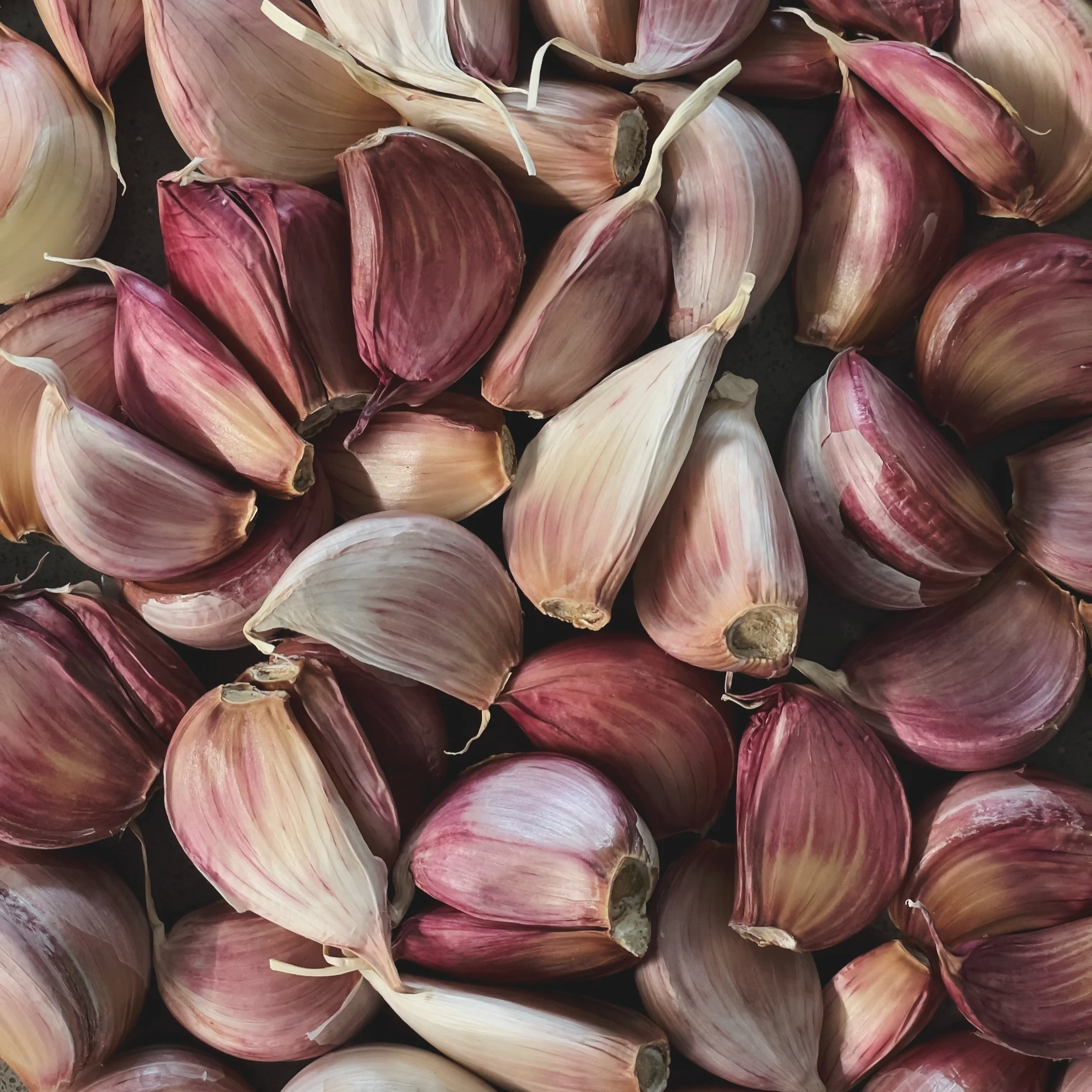 Shop Seed Garlic — Southern Seed Garlic