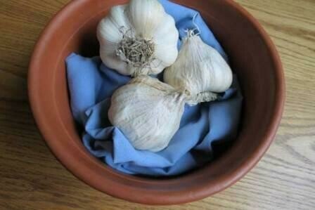 Early Italian Softeneck Seed Garlic for Sale — Southern Seed Garlic