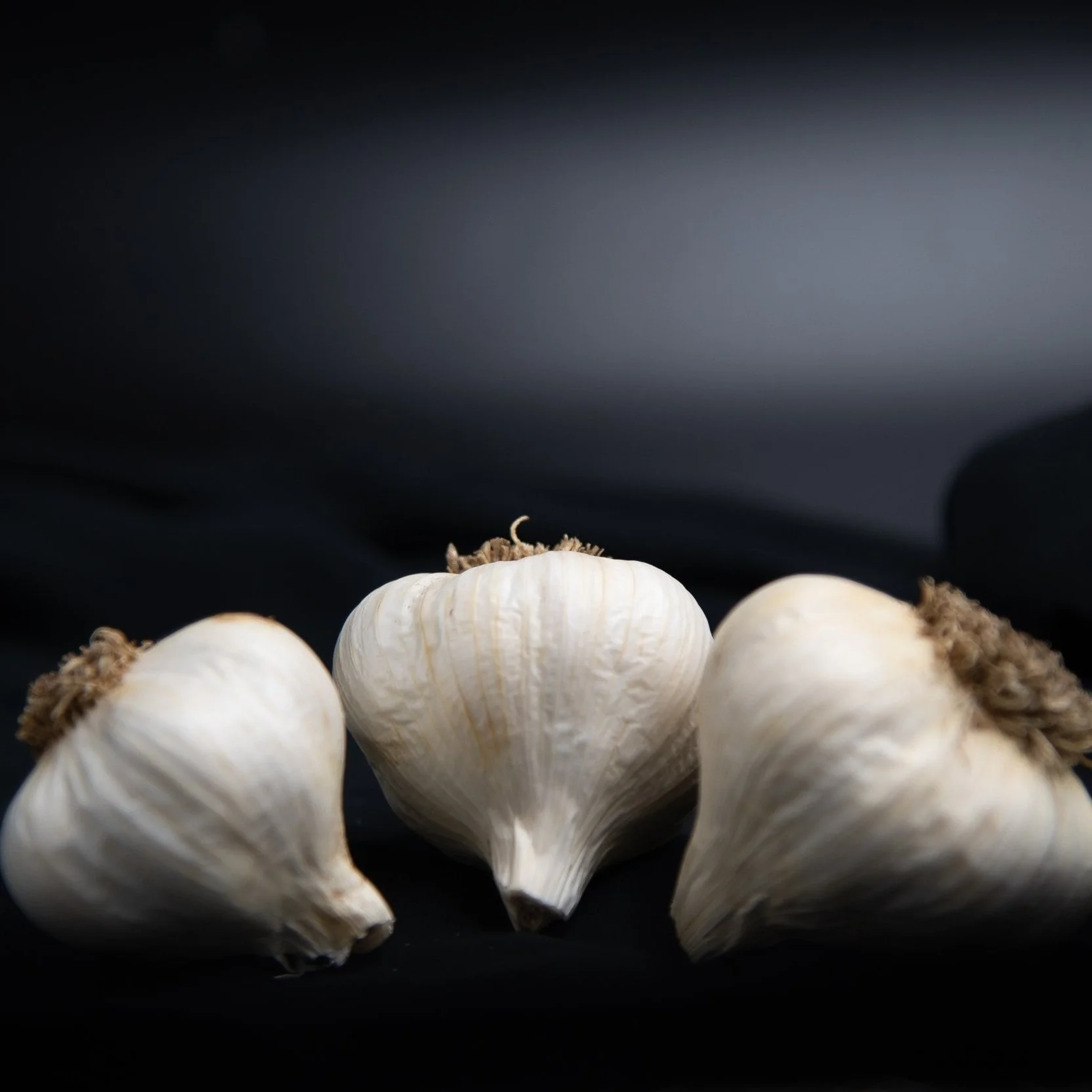Shop Seed Garlic — Southern Seed Garlic