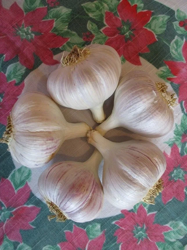 Shop Seed Garlic — Southern Seed Garlic