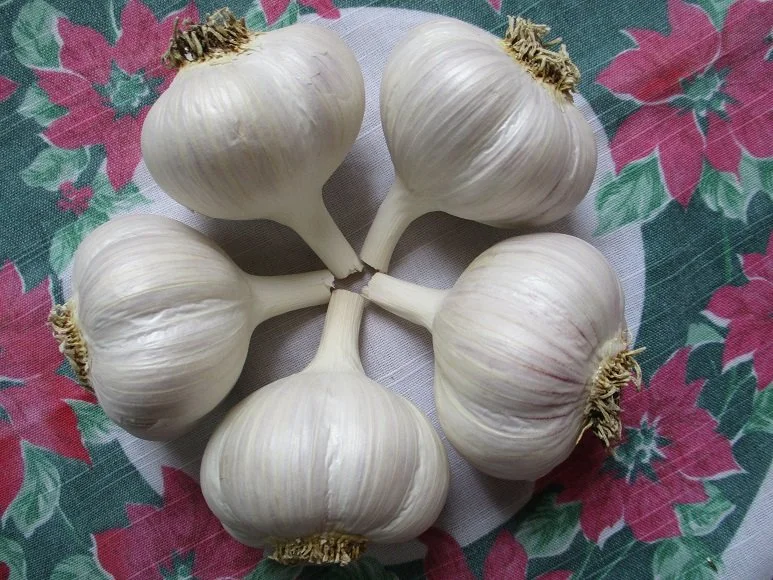 Shop Seed Garlic — Southern Seed Garlic