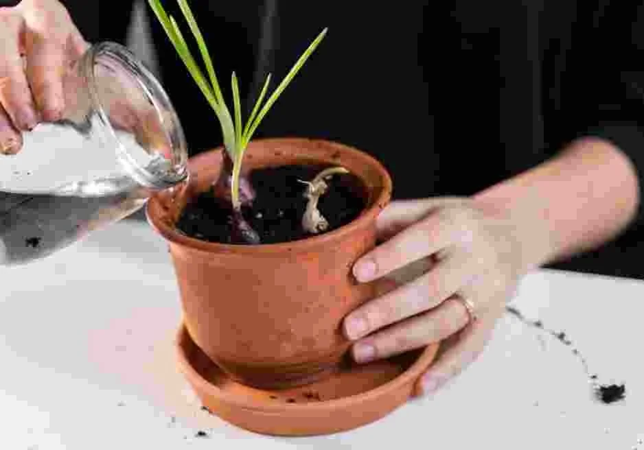 How to Plant Garlic in a Pot — Southern Seed Garlic