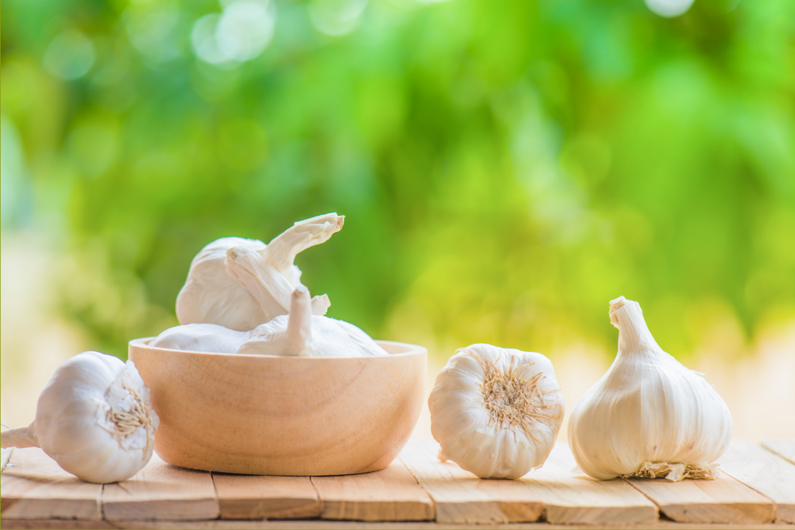 Early Italian Softeneck Seed Garlic for Sale — Southern Seed Garlic