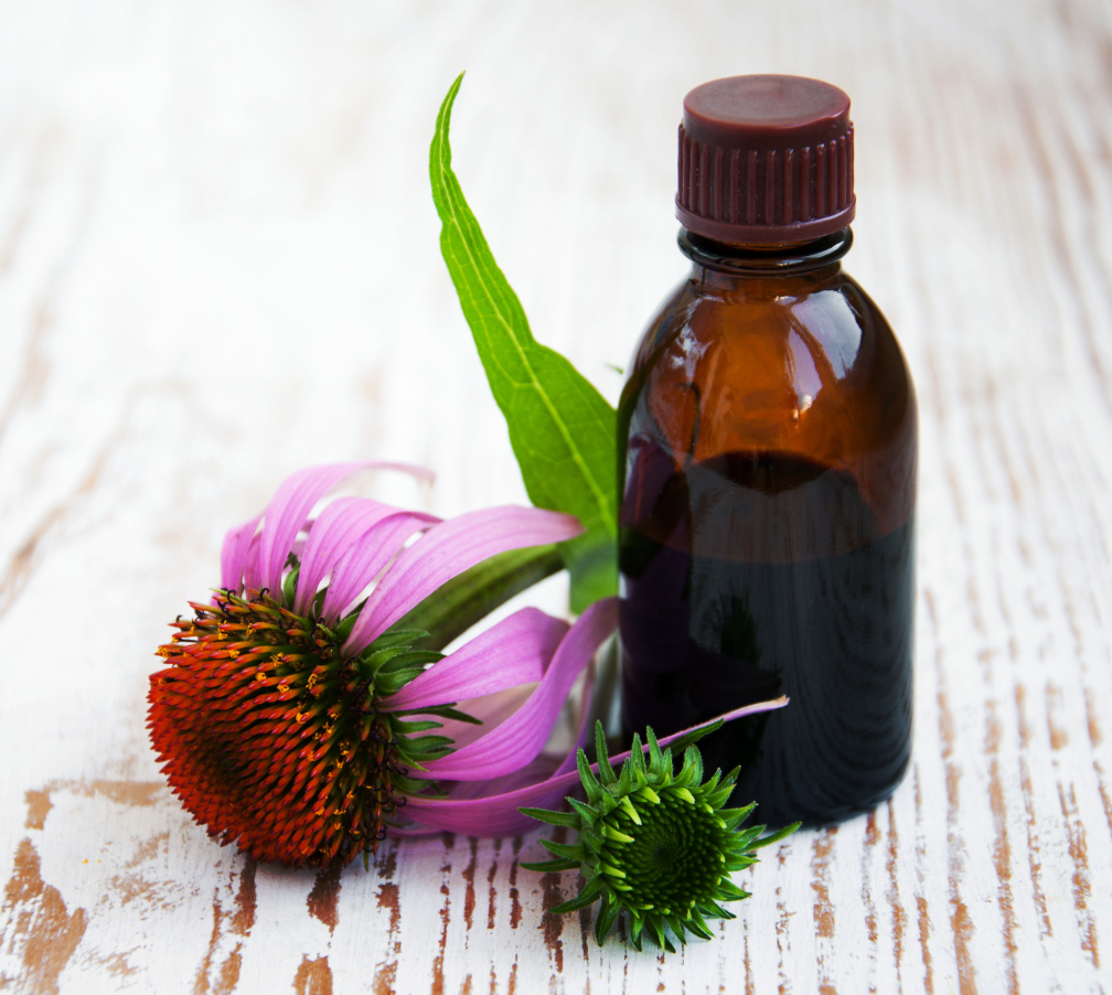 How to Make the Best Echinacea Tincture — Southern Seed Garlic