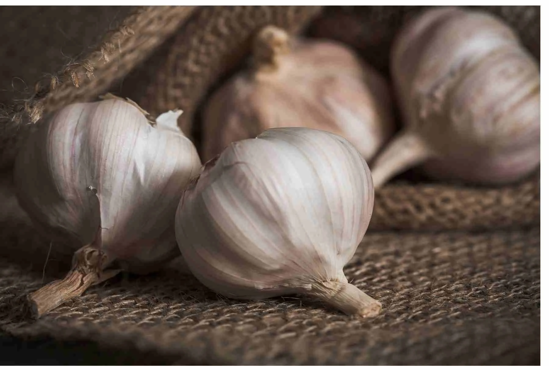 How to Store Garlic — Southern Seed Garlic