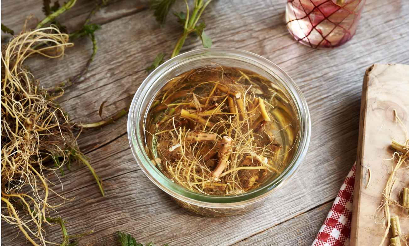 How to Make the Best Echinacea Tincture — Southern Seed Garlic