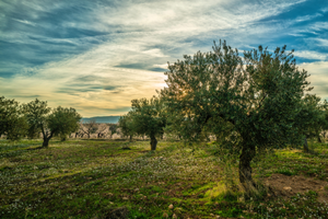 Mental Health Support for CAPSLO Migrant Head Start — Olive Leaf Family ...