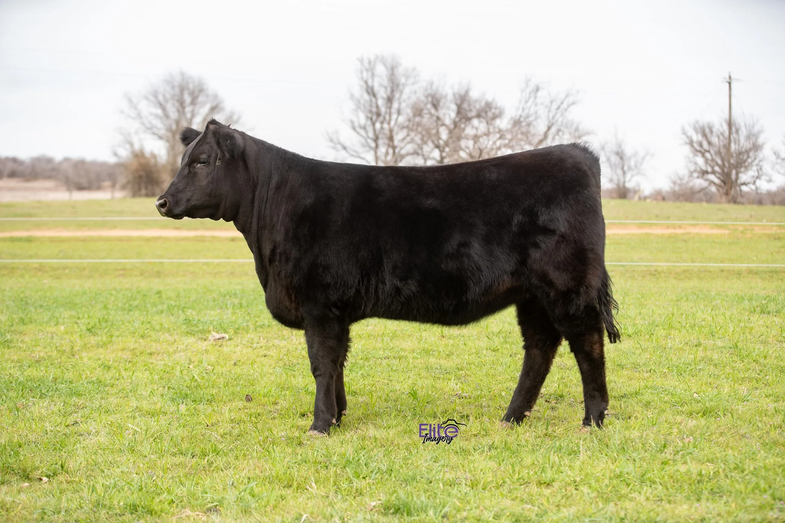 General 2 — MASSIE CATTLE COMPANY