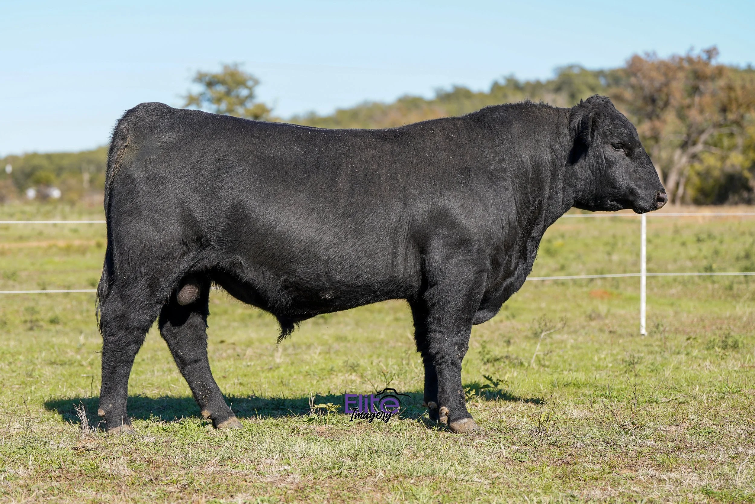 General 2 — MASSIE CATTLE COMPANY