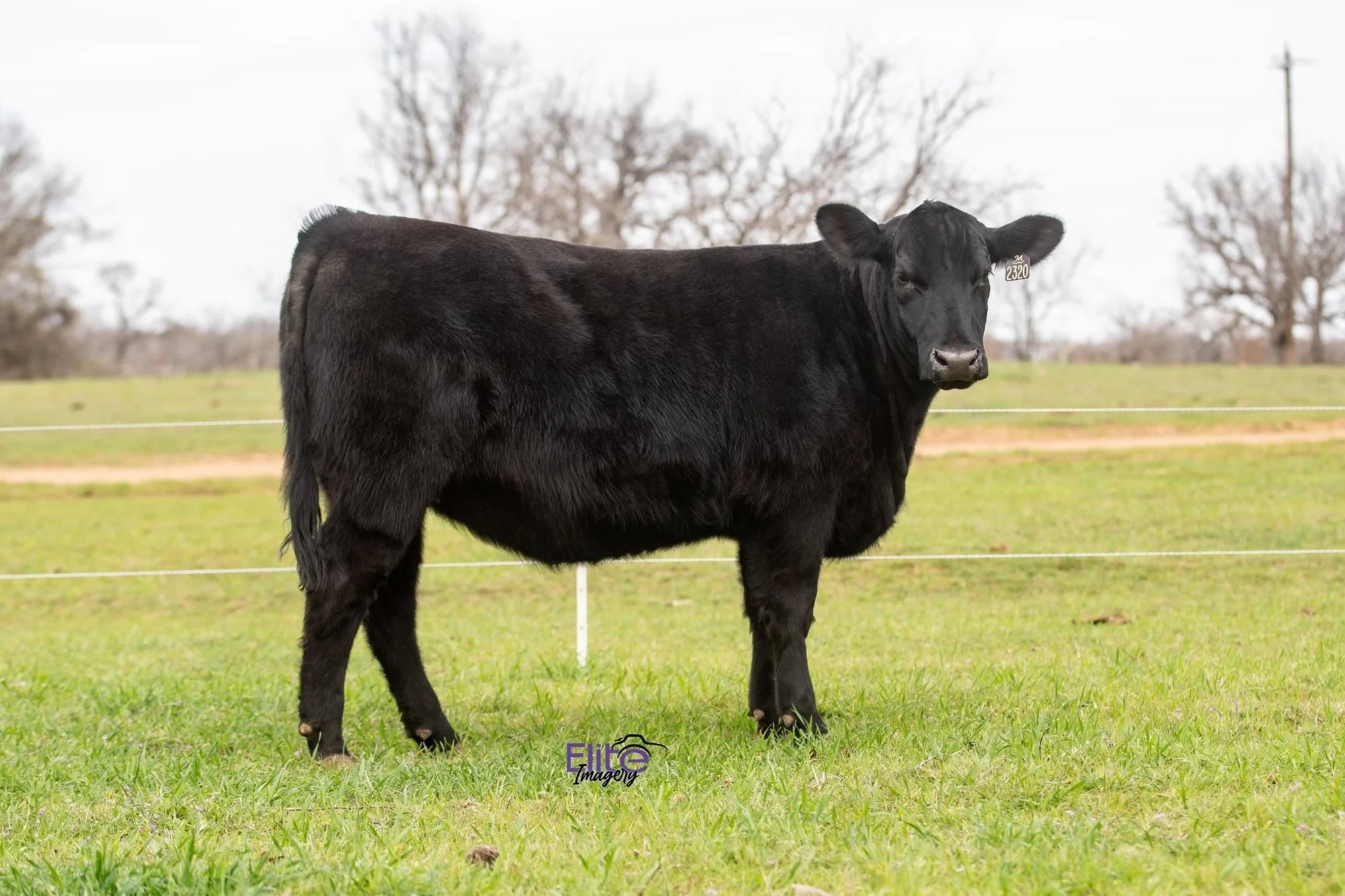 General 2 — MASSIE CATTLE COMPANY