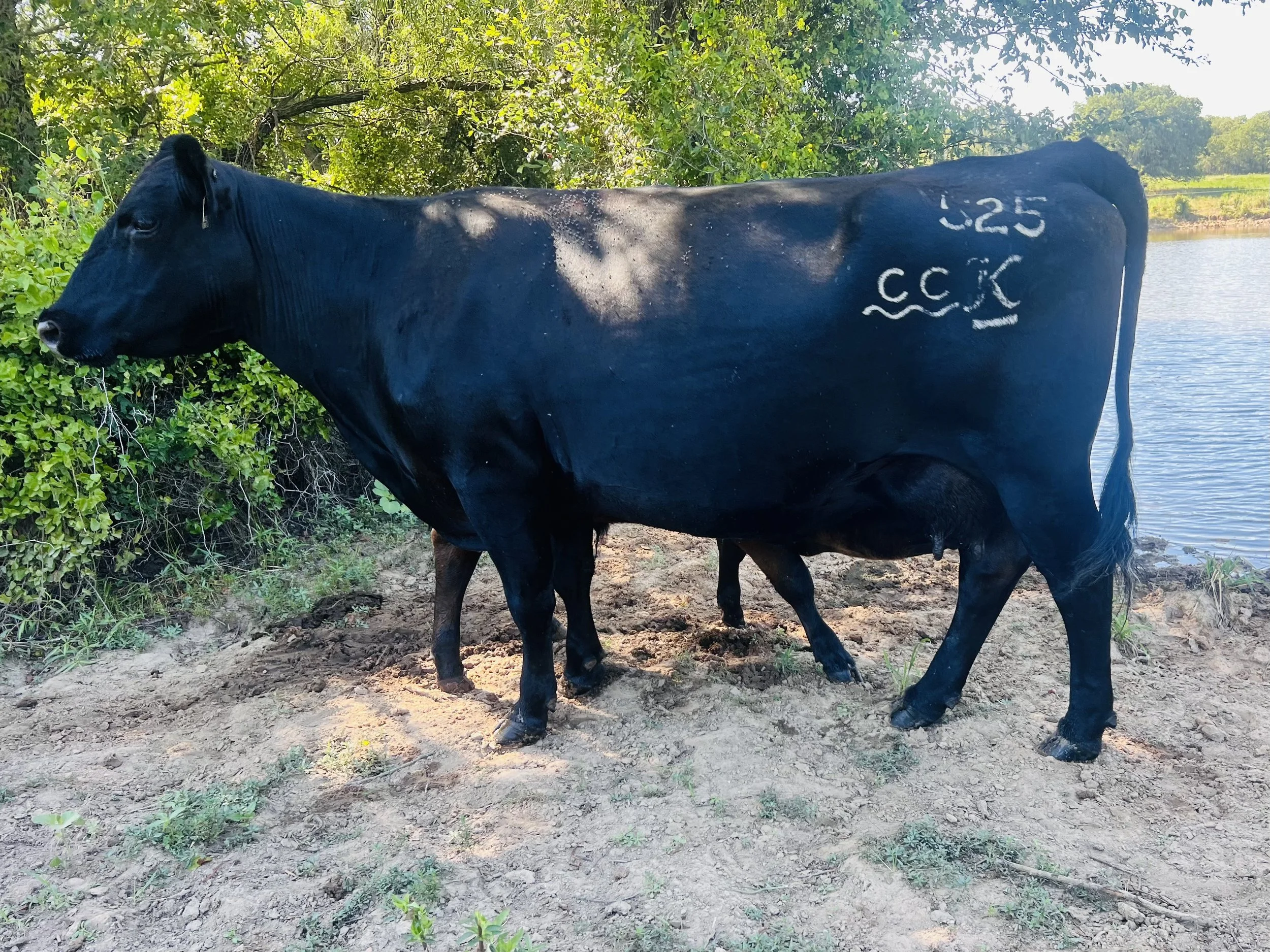 General 2 — MASSIE CATTLE COMPANY