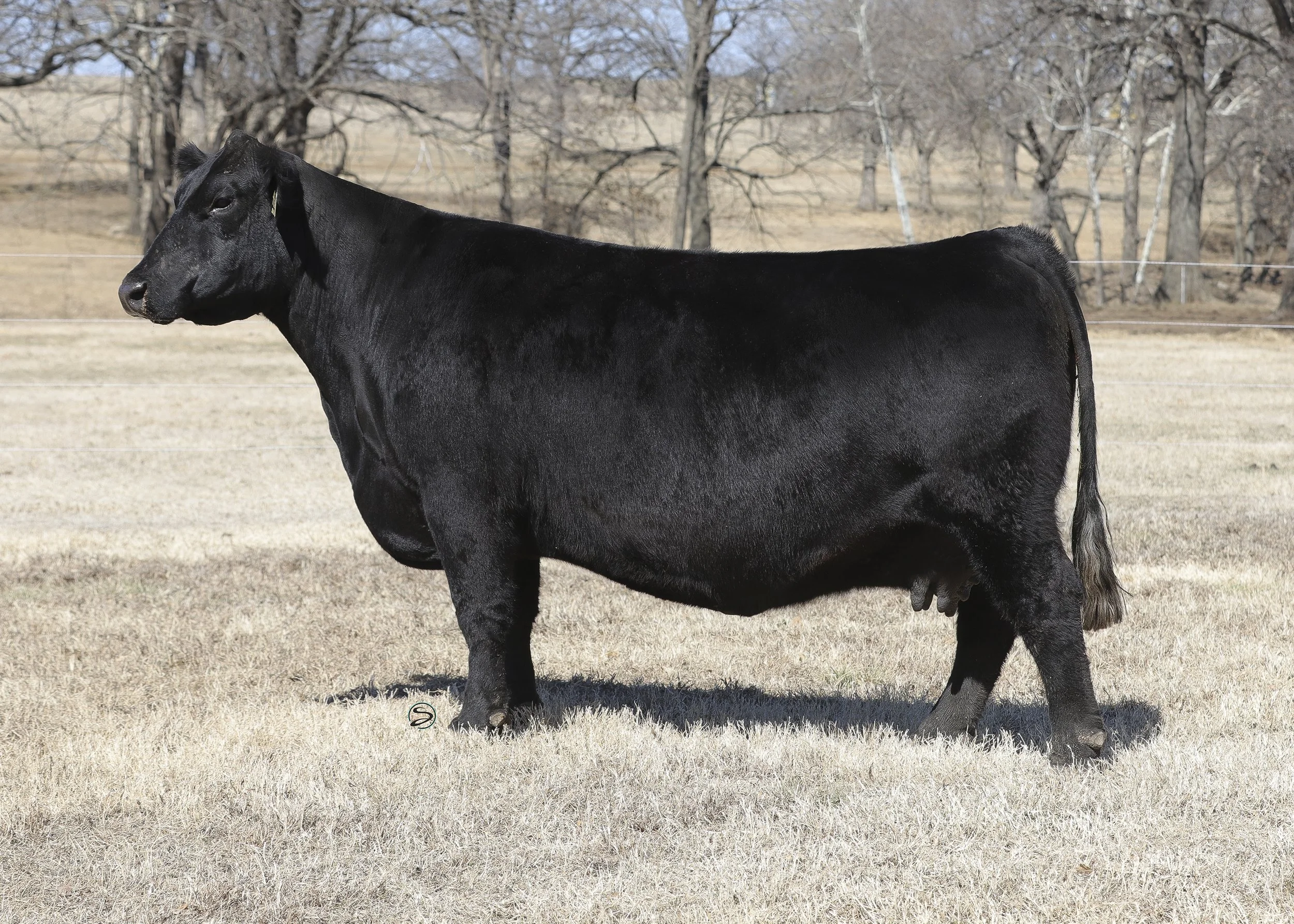 MASSIE CATTLE COMPANY