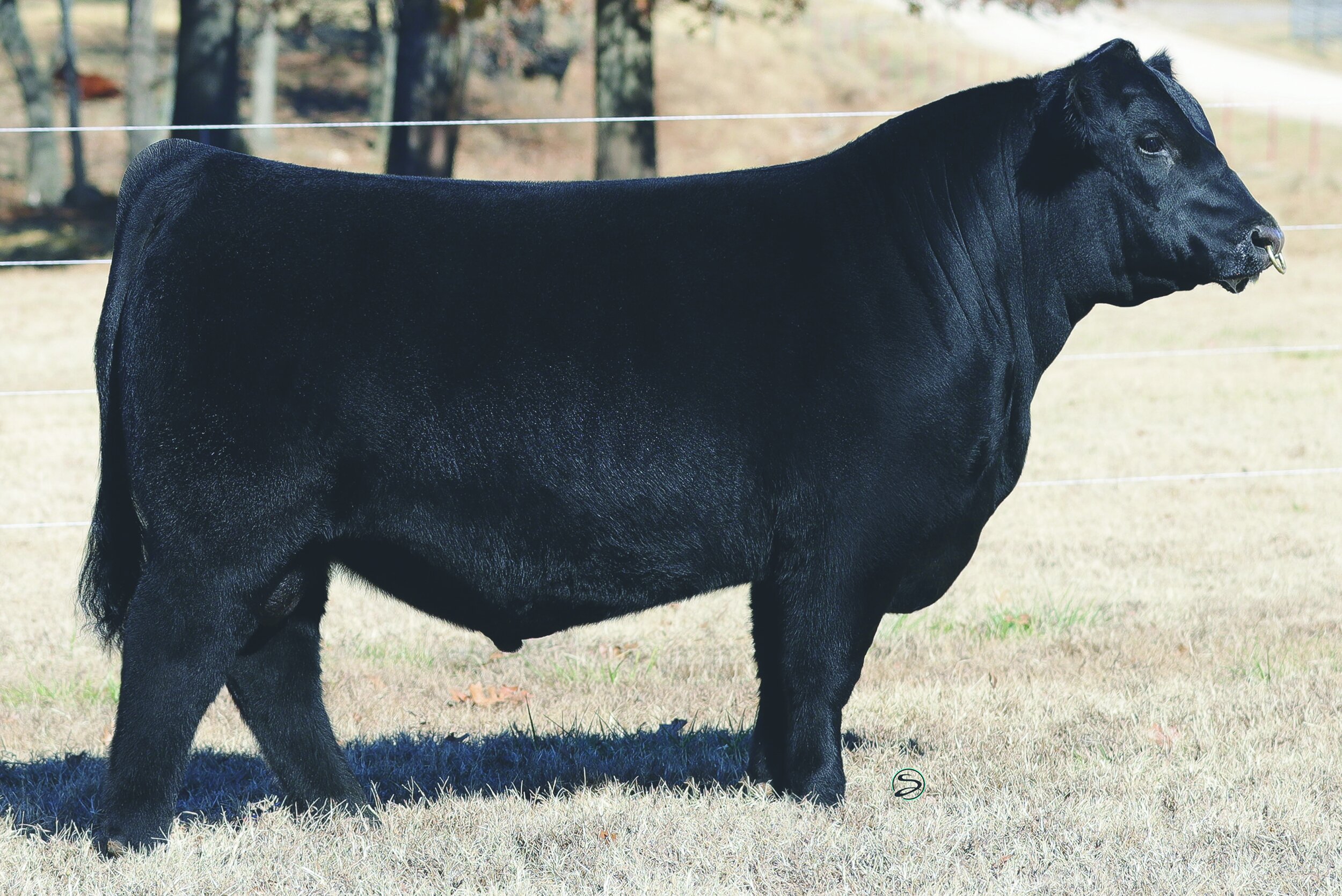 MASSIE CATTLE COMPANY