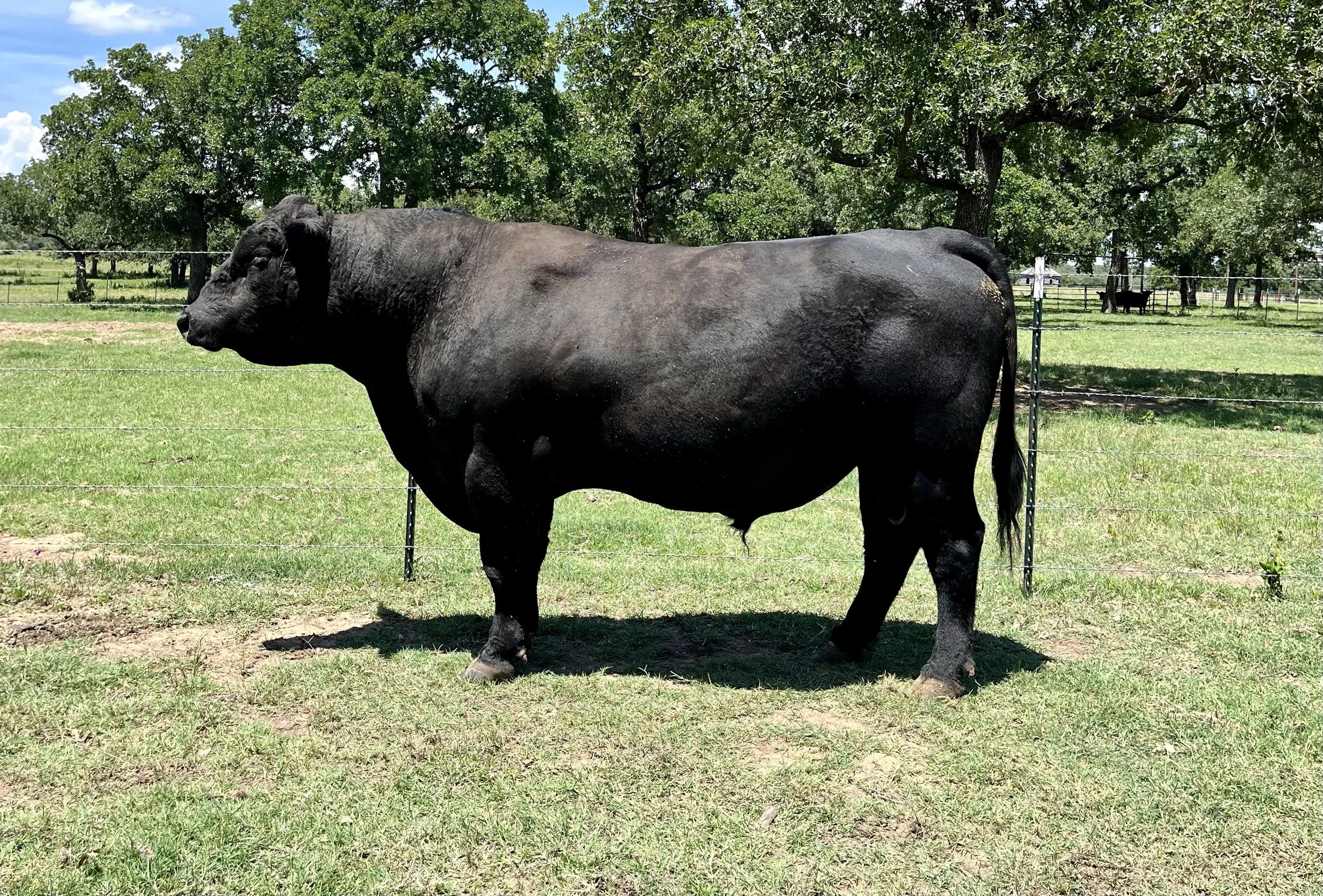 General 2 — MASSIE CATTLE COMPANY