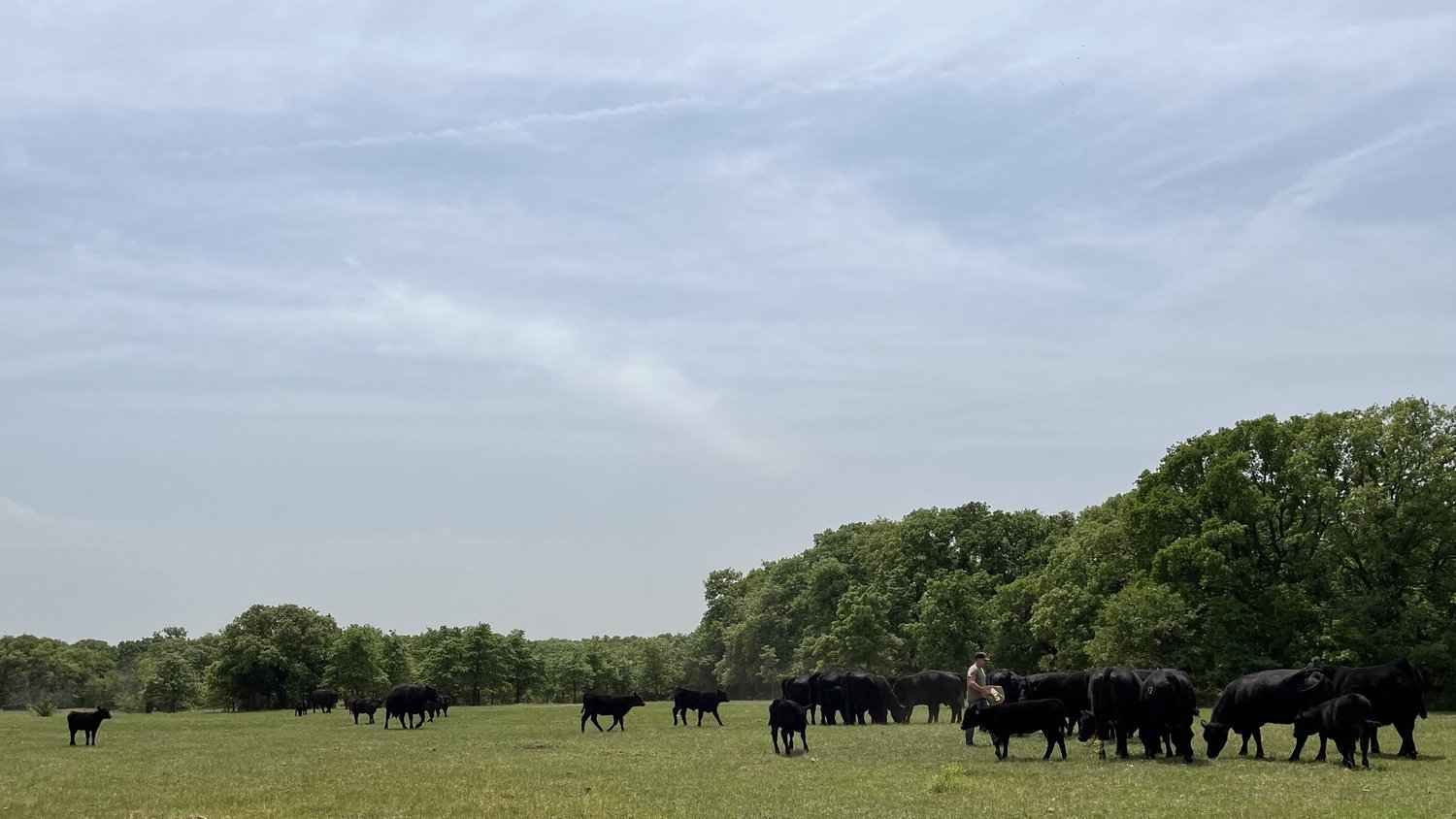 General 2 — MASSIE CATTLE COMPANY