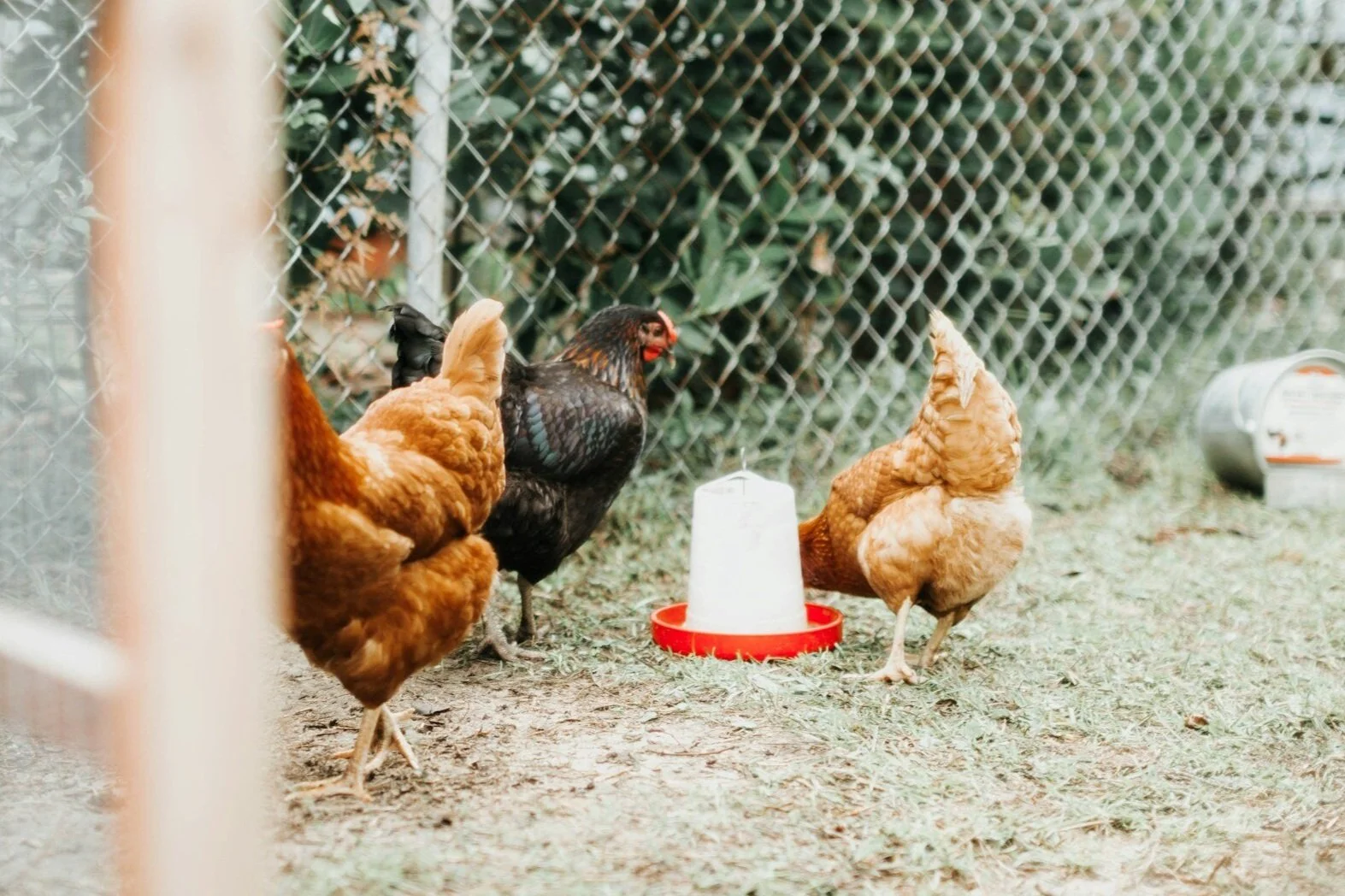 Chicken Feed Basics: Types, Nutrition & Feeding Tips — Merriam Feed + Seed