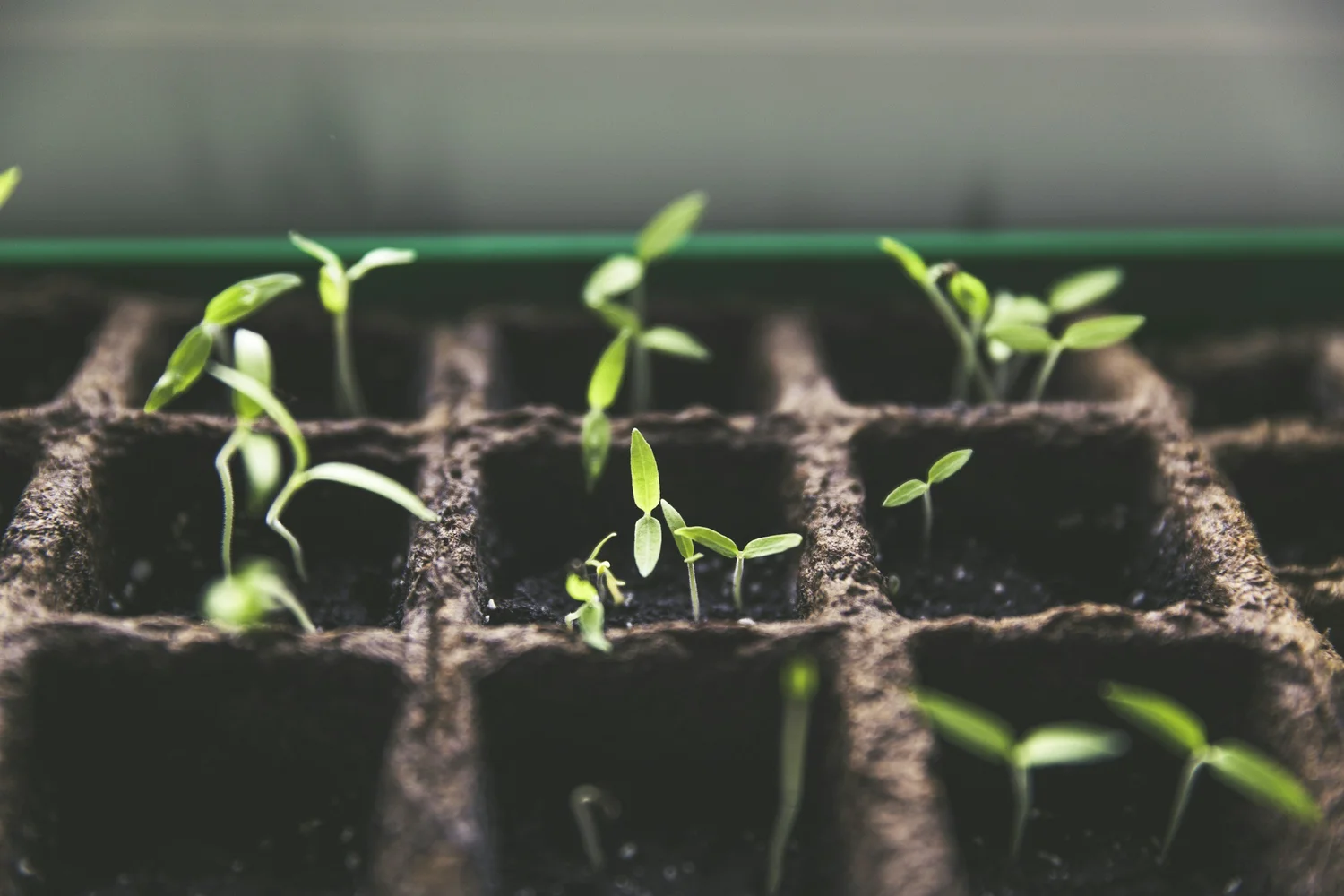 Merriam Feed + Seed | Neighborhood Feed Store Since 1952