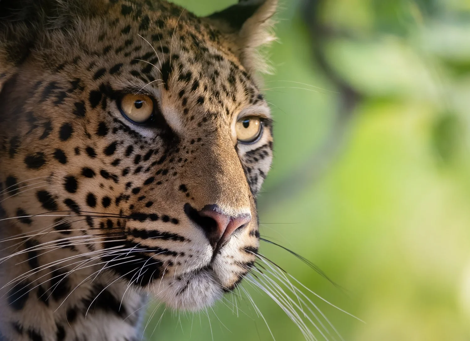 Simon d'Entremont Nature Photography