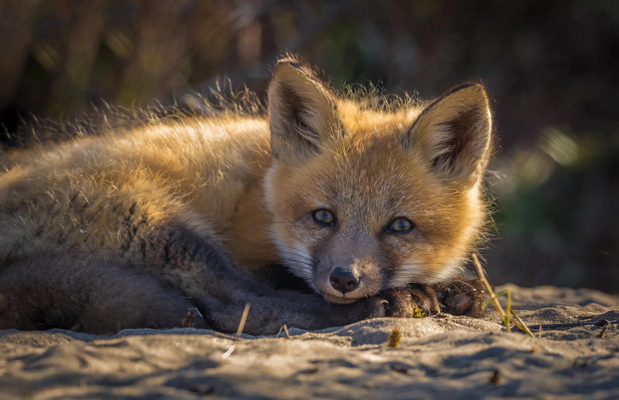Simon d'Entremont Nature Photography