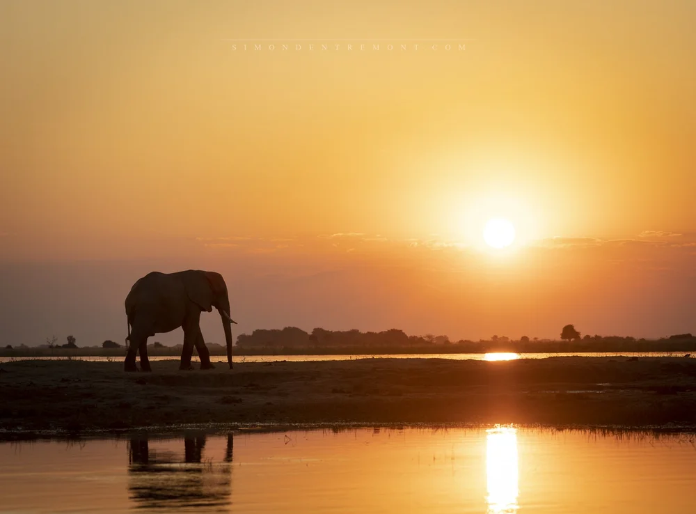 Simon d'Entremont Nature Photography