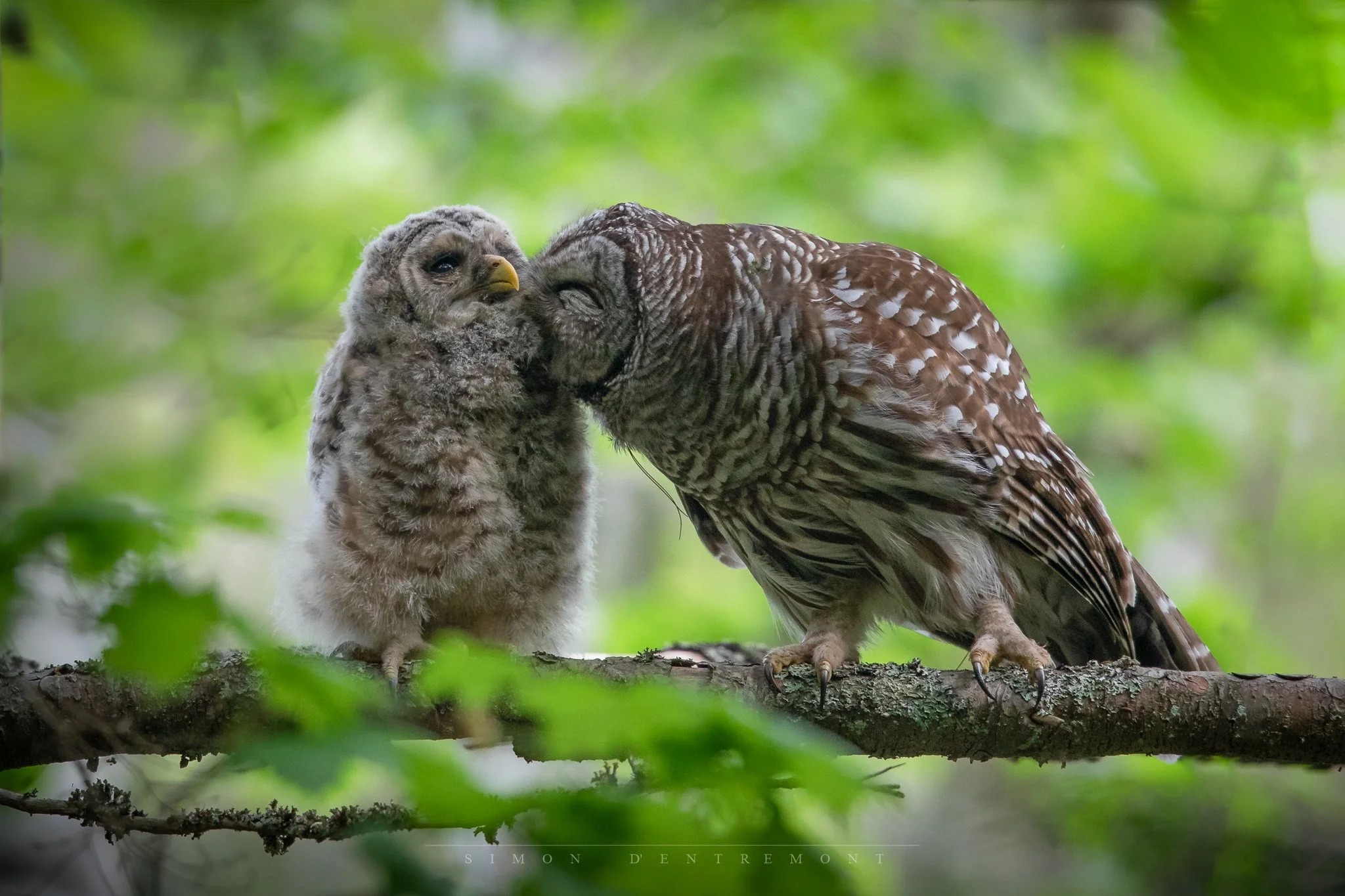 Simon d'Entremont Nature Photography