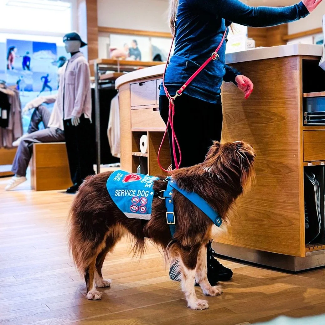 Store 1 — T4W | Psychiatric Service Dog Training + Service Dog Gear