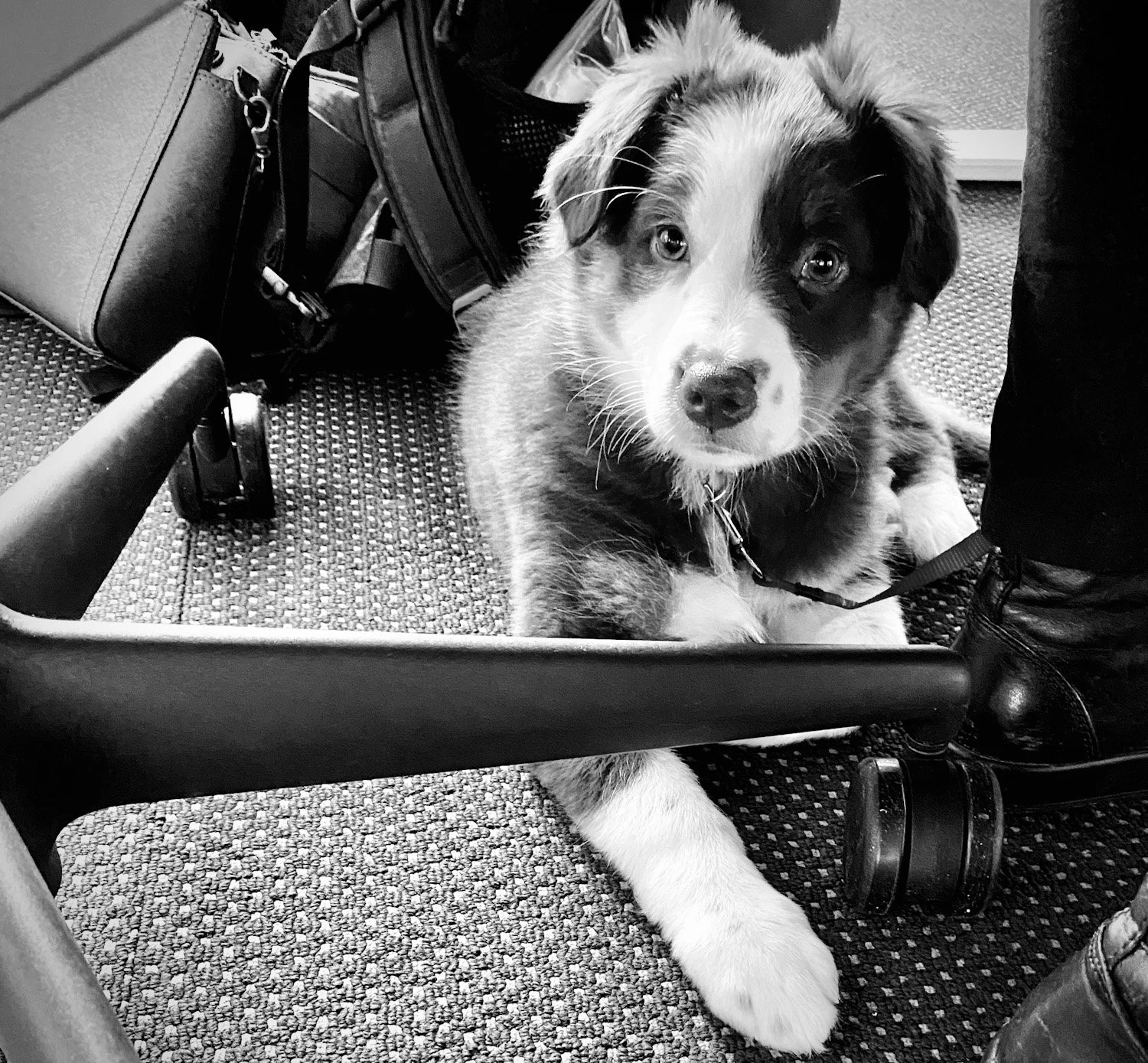The Journey Train Your Own Service Dog Service Dog Training And the-journey-train-your-own-service-dog-service-dog-training-and