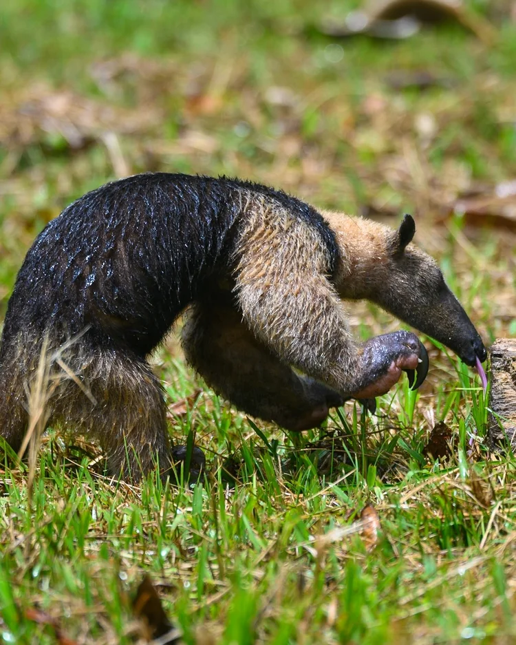Discover the Rich Wildlife of Osa Peninsula — Maze Lodge