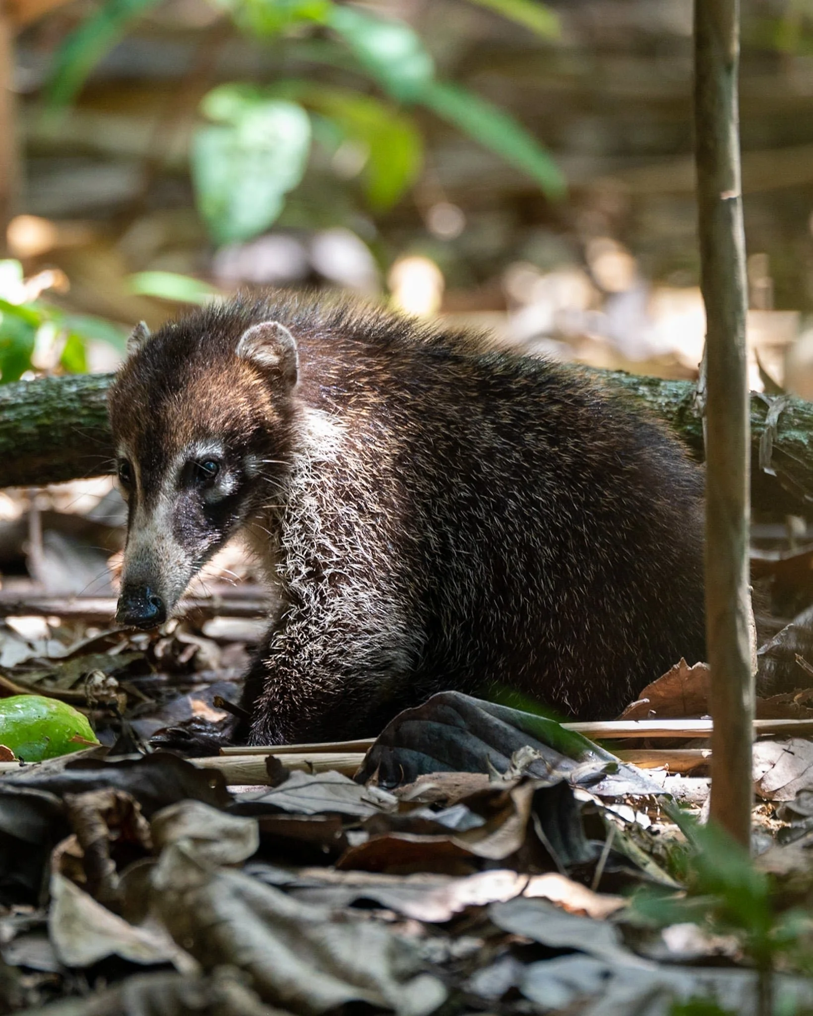 Discover the Rich Wildlife of Osa Peninsula — Maze Lodge
