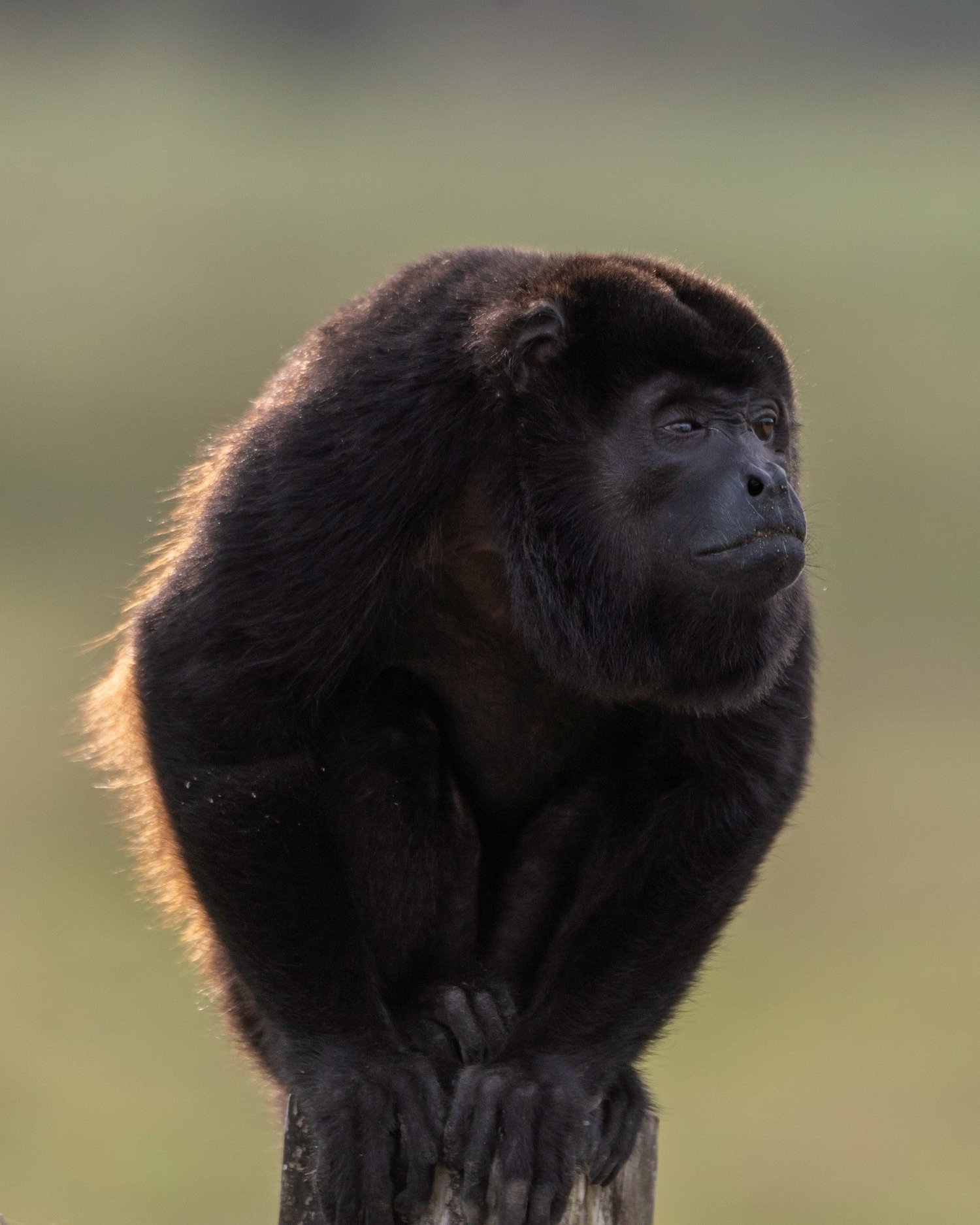 Discover the Rich Wildlife of Osa Peninsula — Maze Lodge