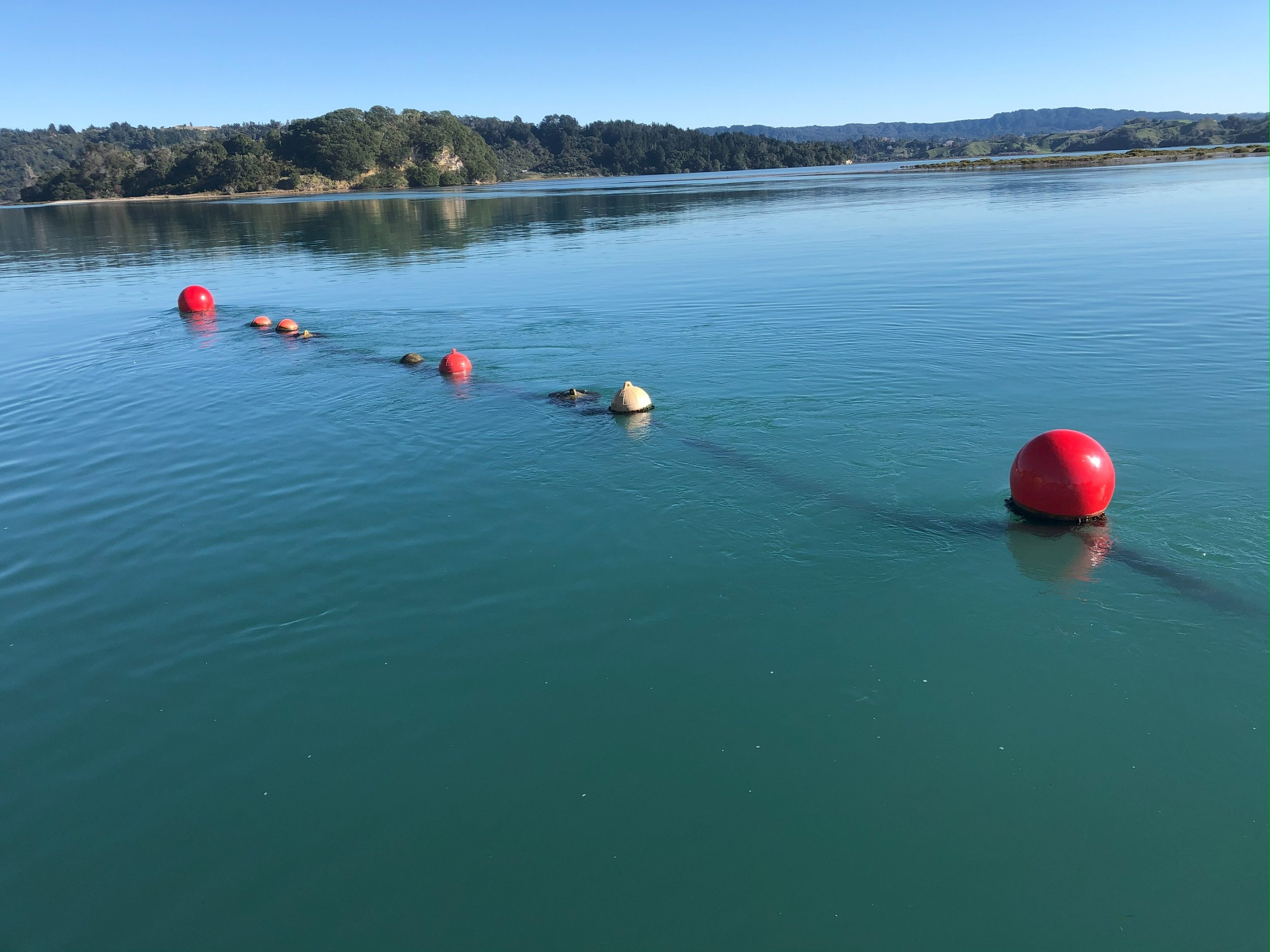 Ōhiwa Harbour mussel restoration — Tidal Research