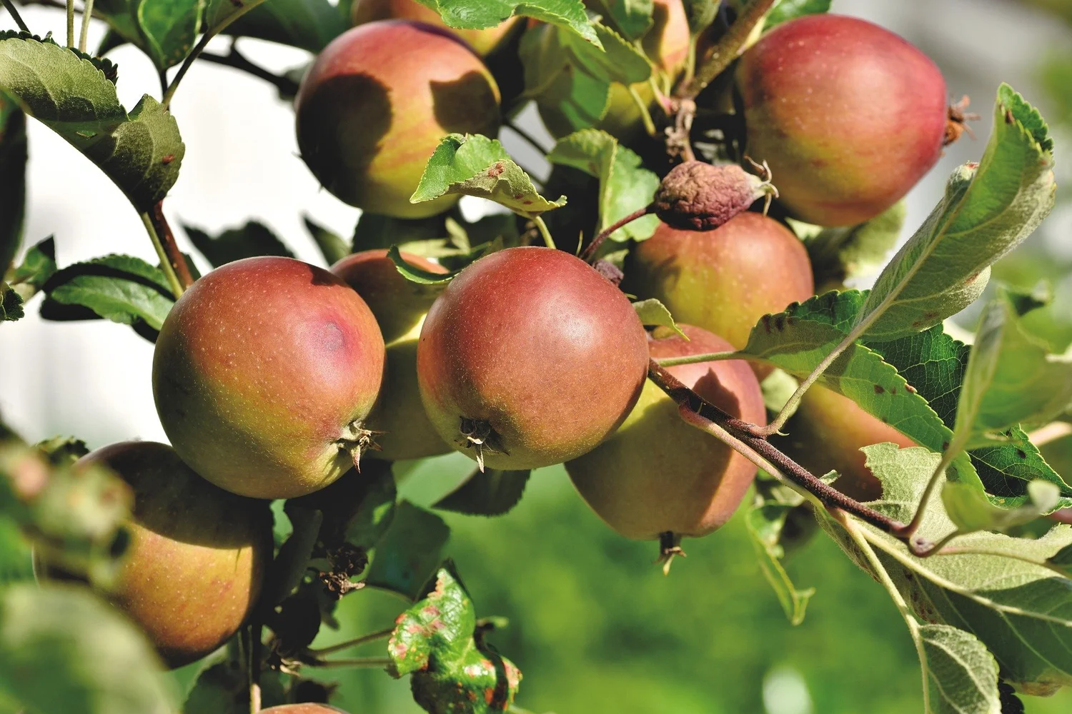 Which Fruit Tree(s) Should You Buy? All the Factors You Need to ...
