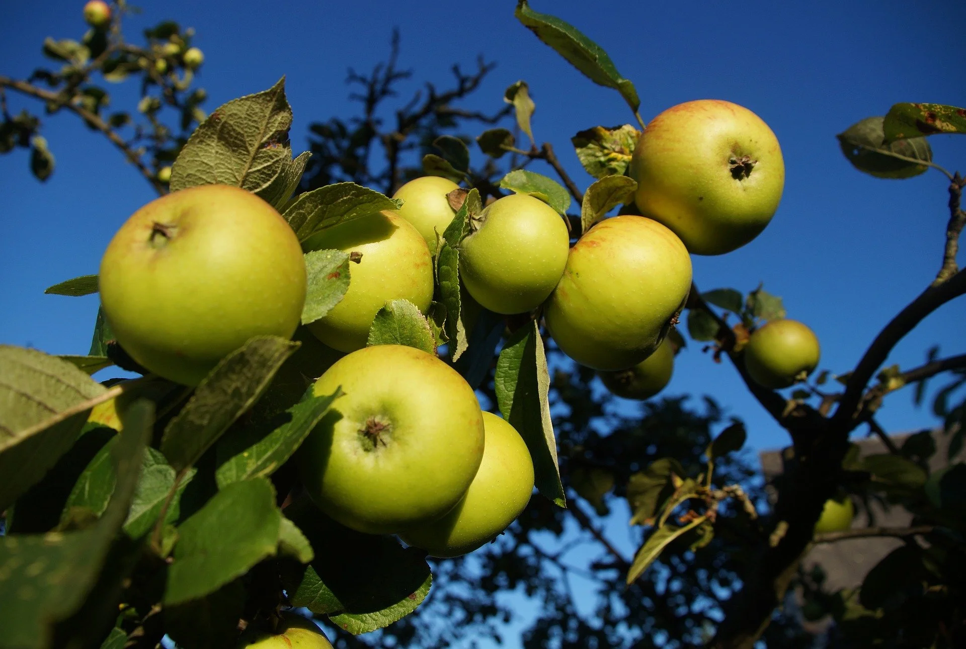 Apple trees on dwarfing rootstocks — Fruit Works