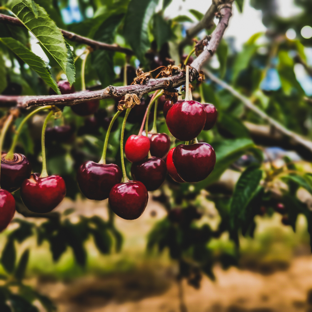 Apple trees on dwarfing rootstocks — Fruit Works