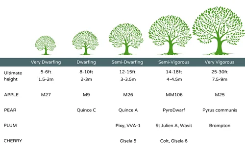Which Fruit Tree(s) Should You Buy? All the Factors You Need to ...