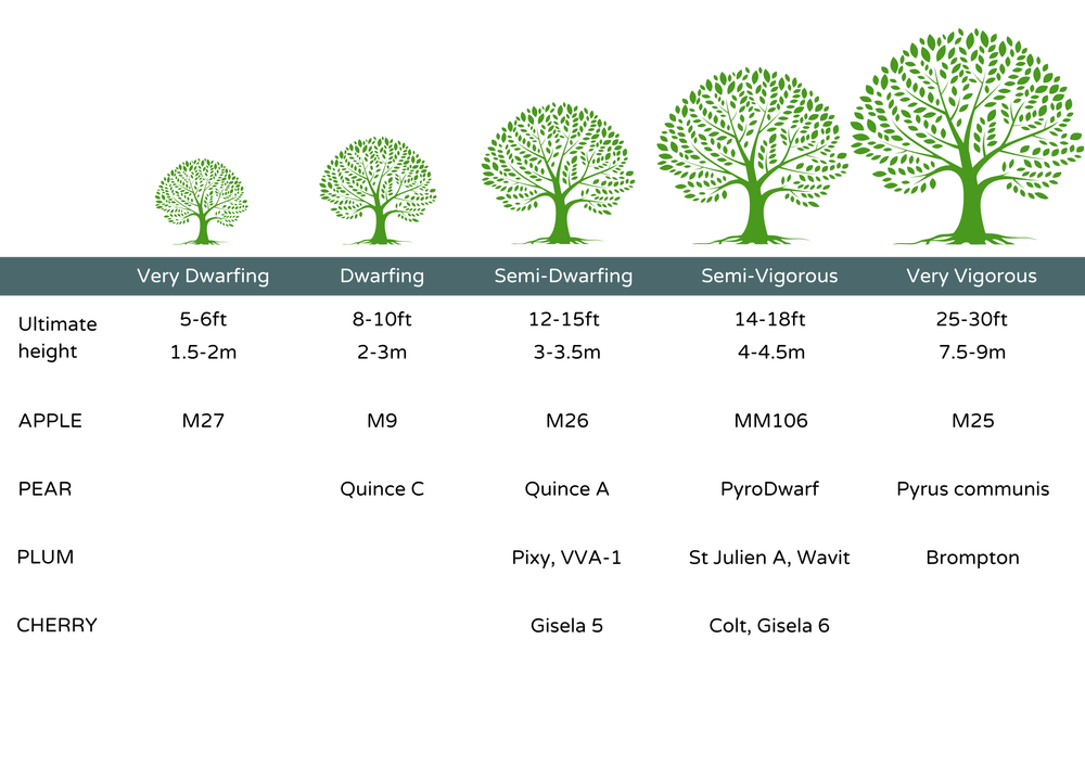 Rootstocks explained — Fruit Works