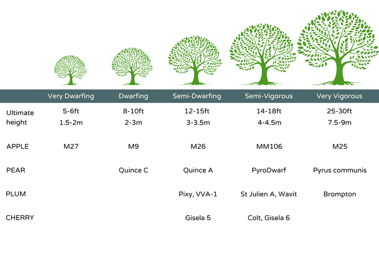 Rootstocks explained — Fruit Works