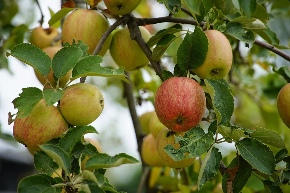 Which Fruit Tree(s) Should You Buy? All the Factors You Need to ...