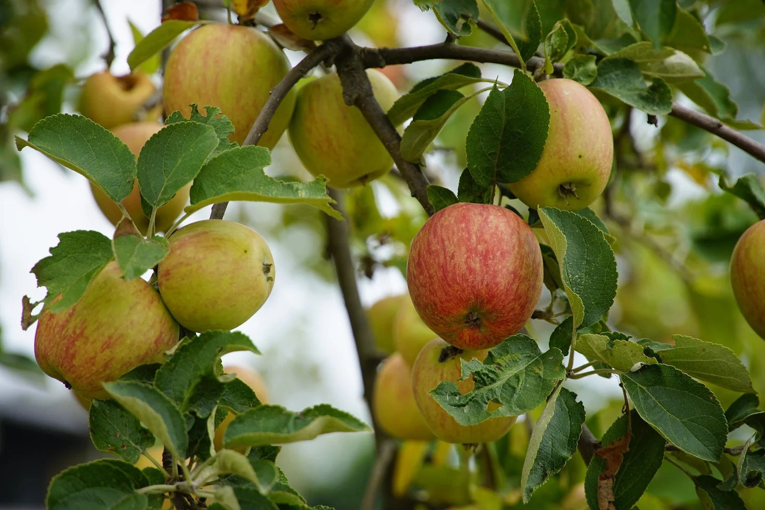 Which Fruit Tree(s) Should You Buy? All the Factors You Need to ...