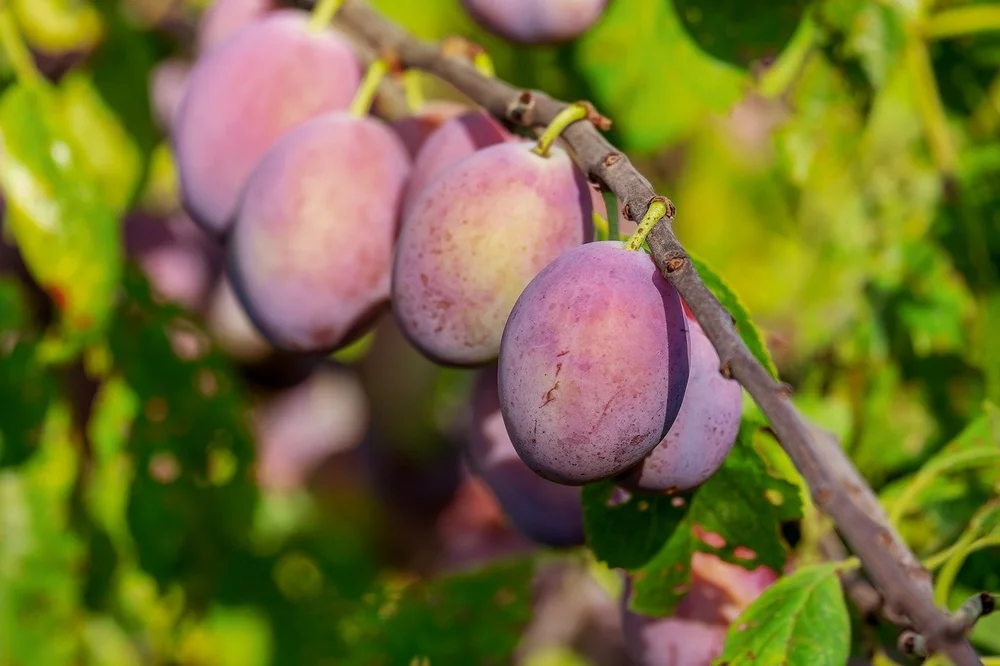 Apple trees on dwarfing rootstocks — Fruit Works
