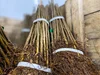 Apple trees on dwarfing rootstocks — Fruit Works