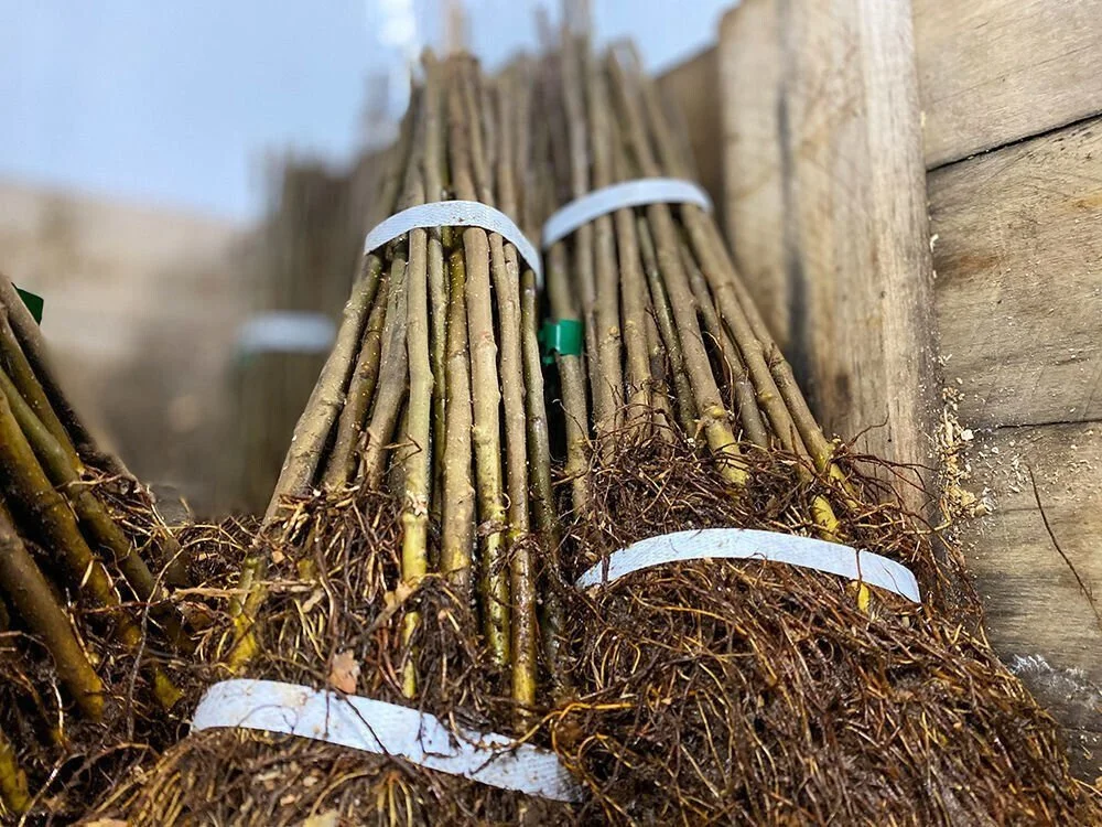 Apple trees on dwarfing rootstocks — Fruit Works