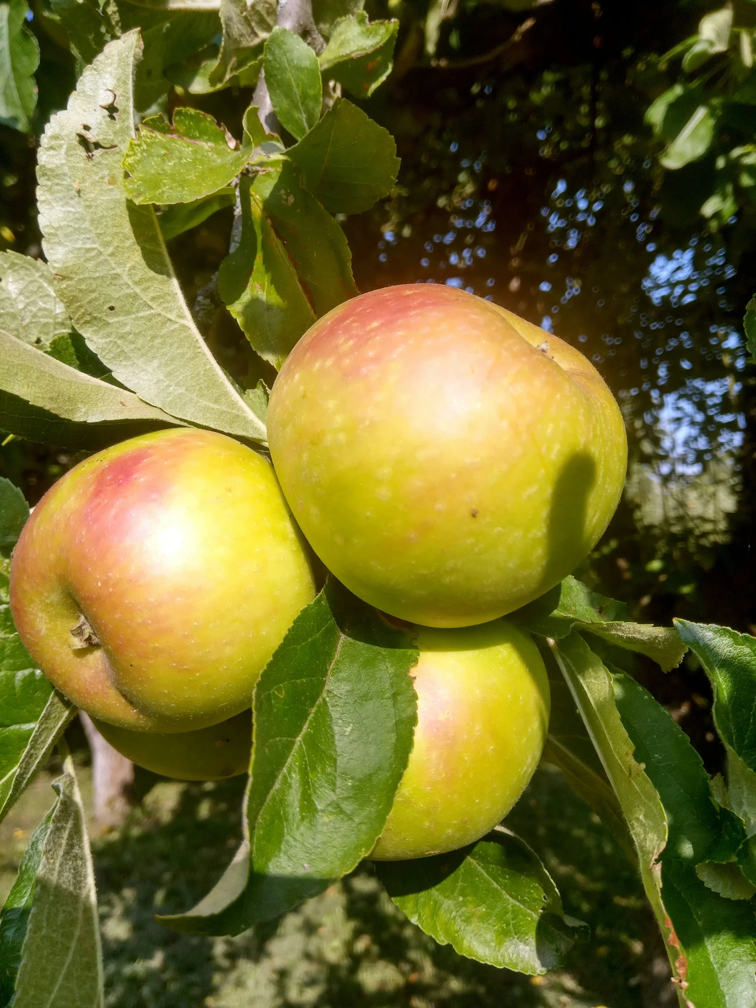 Trees — Fruit Works